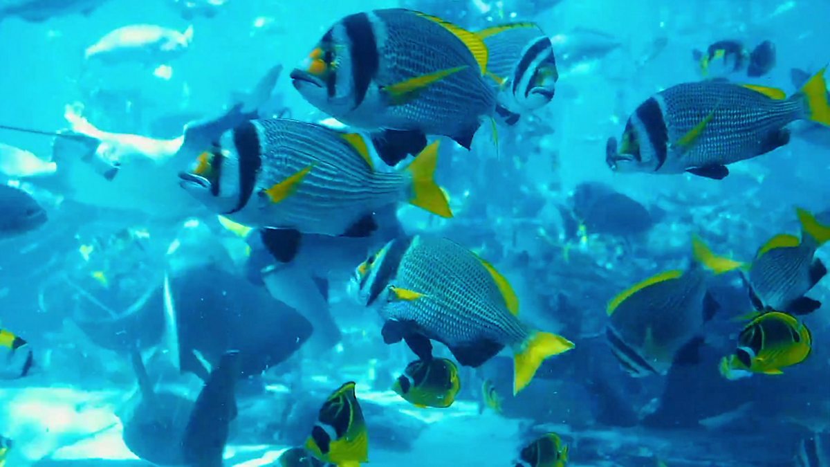 BBC News - Click, Aquarium’s fish-spotting app offers marine insight