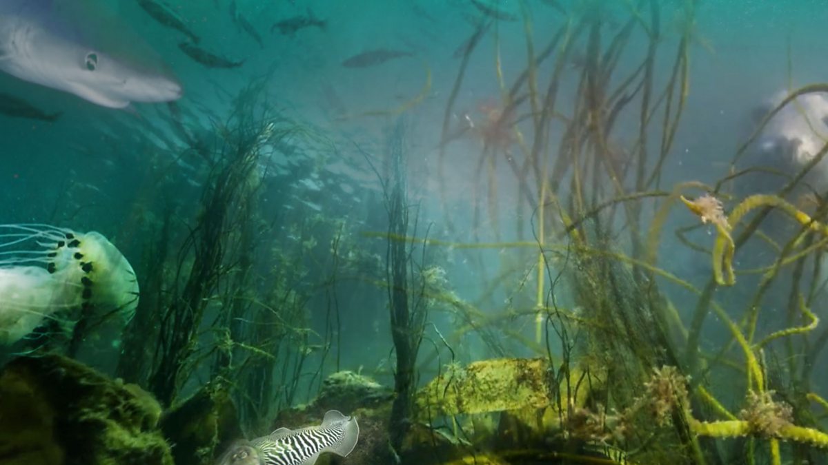 BBC One - Wonders of the Celtic Deep