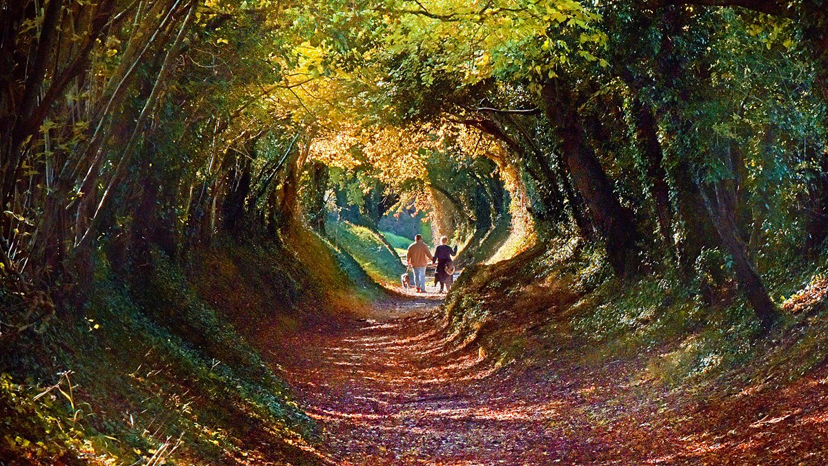 BBC Radio 4 Extra - Forests of the Imagination