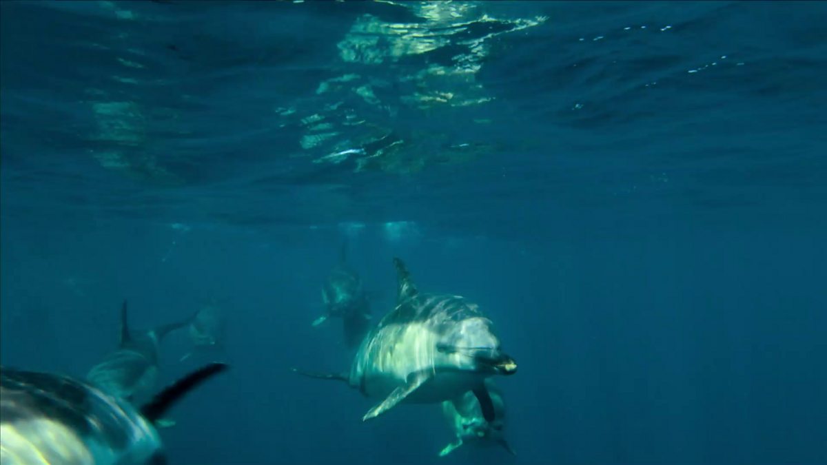 BBC One - Wonders of the Celtic Deep, Series 1, Episode 3, Dolphin ...