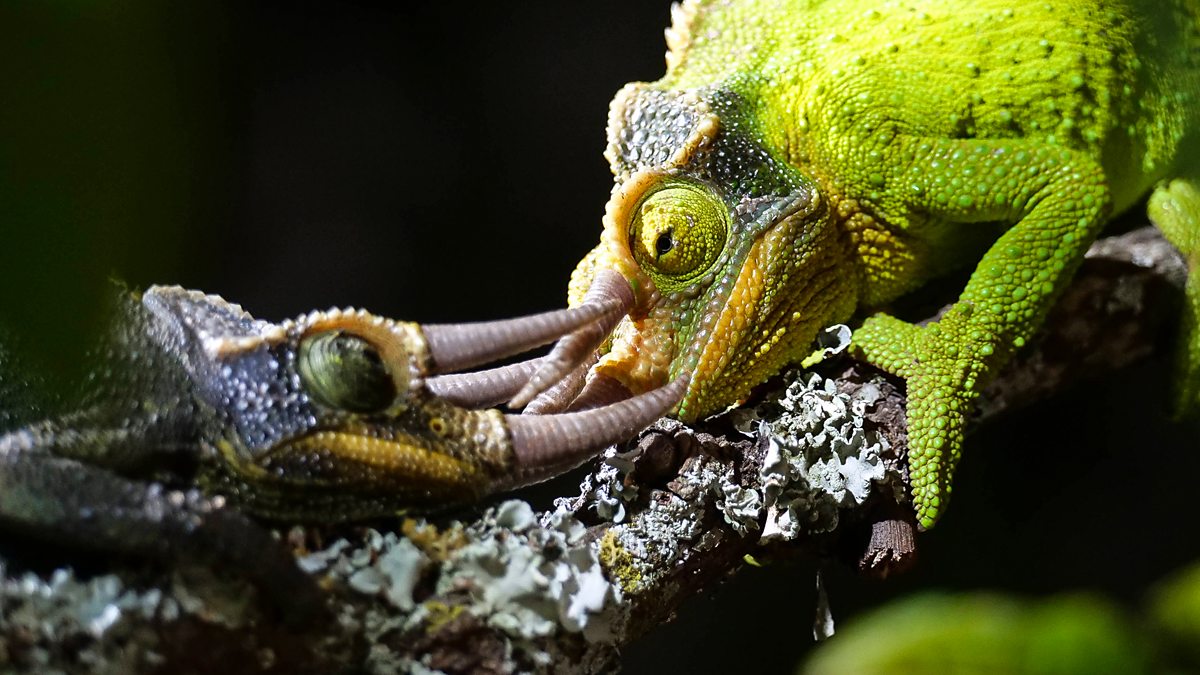 The Mating Game - Series 1: 3. Jungles: In the Thick of It - BBC iPlayer