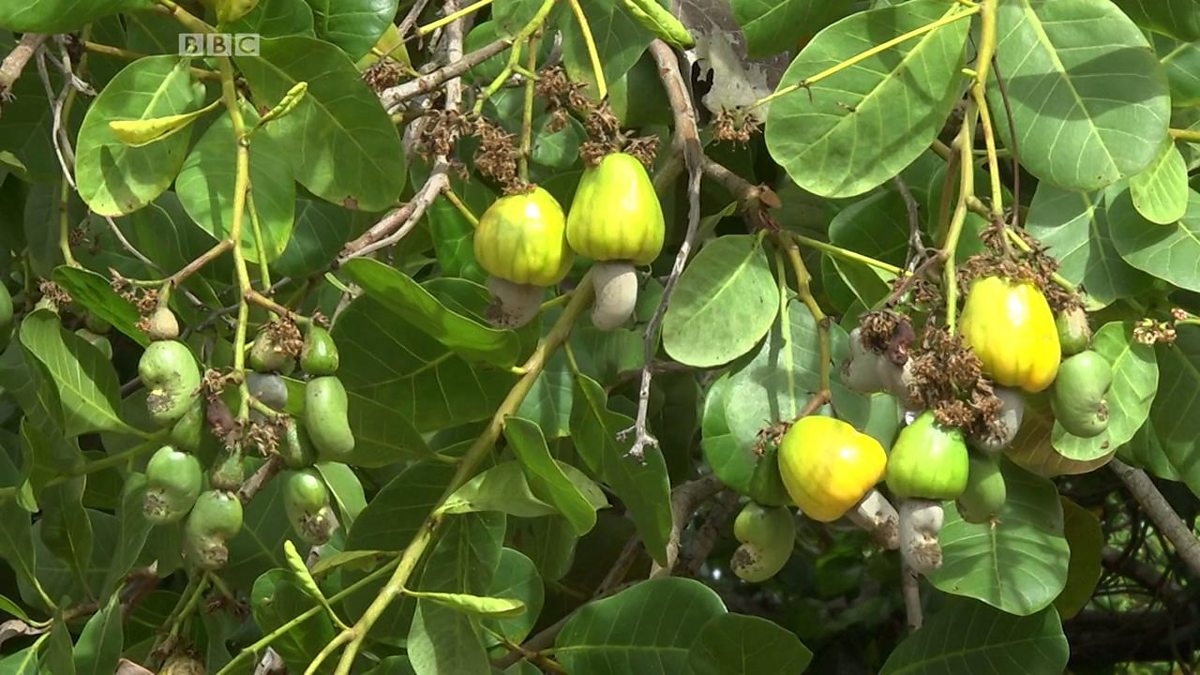 BBC World Service TV - Smart Money, Cashew Nuts Production in Tanzania
