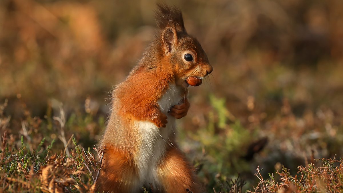 BBC Two - Autumnwatch - Autumn Watchlist