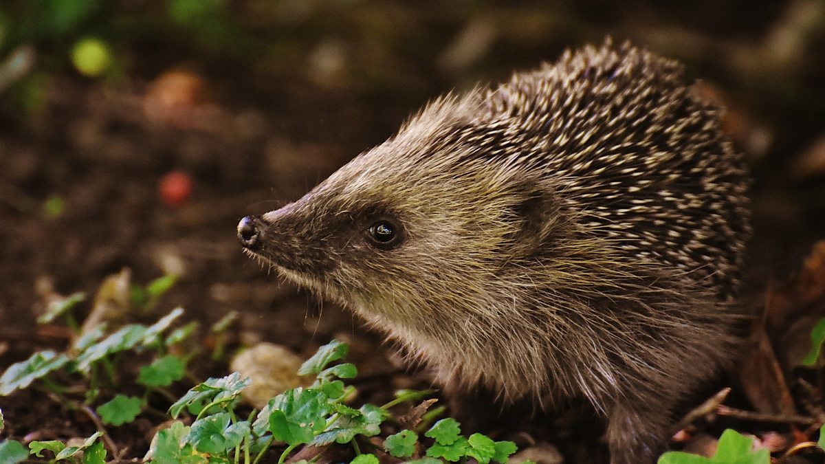 BBC Blogs - Springwatch - How to create winter shelters for wildlife in ...