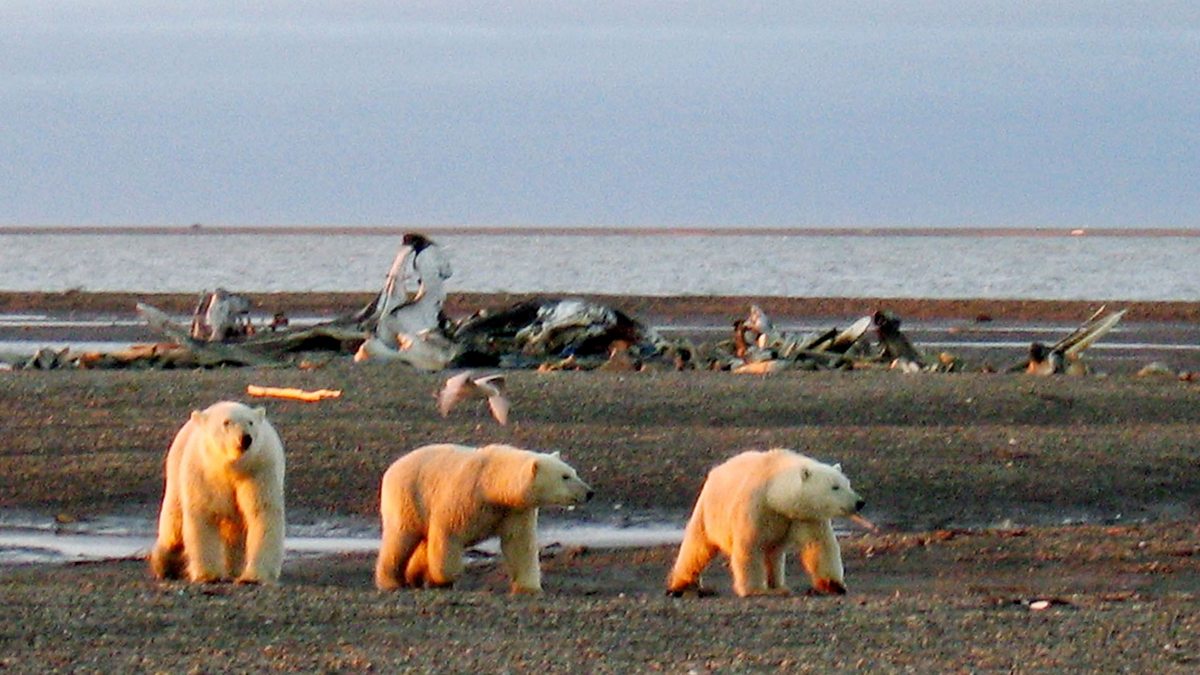 BBC World Service - The Documentary Podcast, Climate: Animals under threat