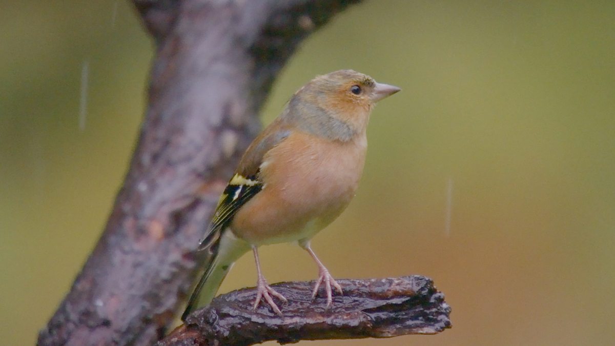 BBC Two - Autumnwatch, 2021, Autumnal mindful moments