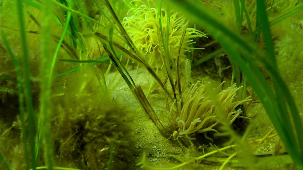 BBC One - Wonders of the Celtic Deep, Series 1, Episode 4, Rising Sea ...