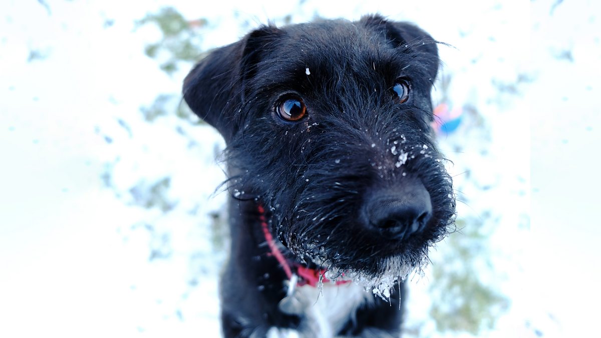 BBC Radio 4 - Free Thinking, Dogs