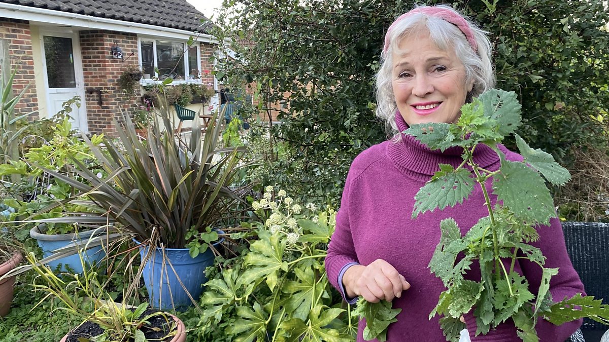 BBC Radio Sussex - Allison Ferns on BBC Radio Sussex, 02/11/2021, Green ...