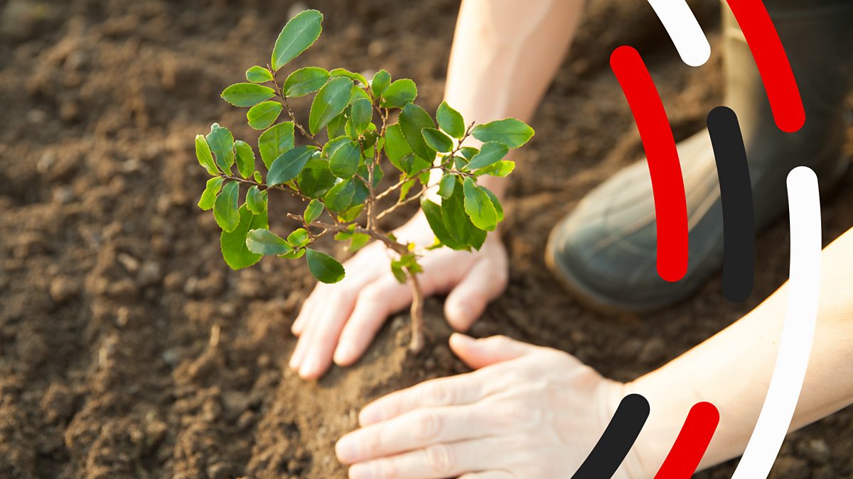BBC World Service - The Documentary Podcast, Tree planting and climate ...