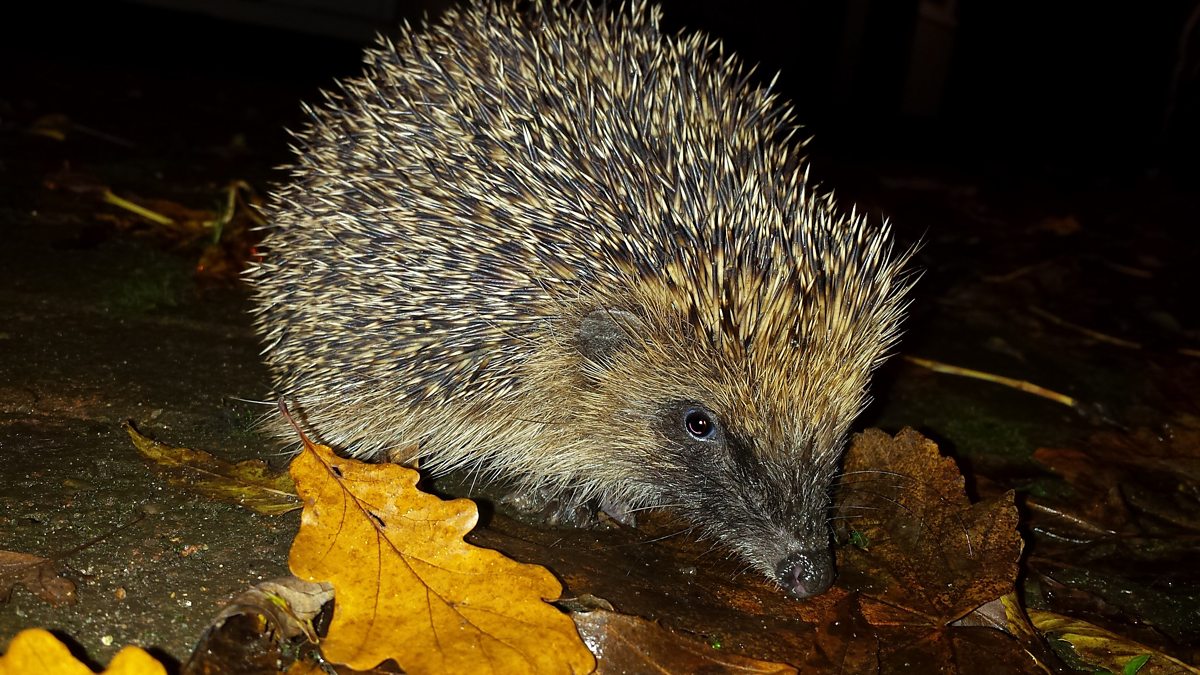 CBeebies - Our Planet, Animal Feet and Night-Time Animals, Nocturnal ...