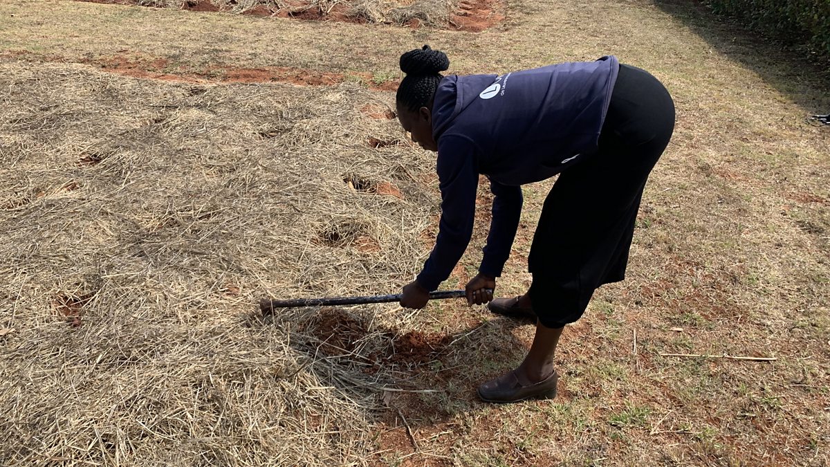 BBC World Service - The Documentary Podcast, More yield, less field