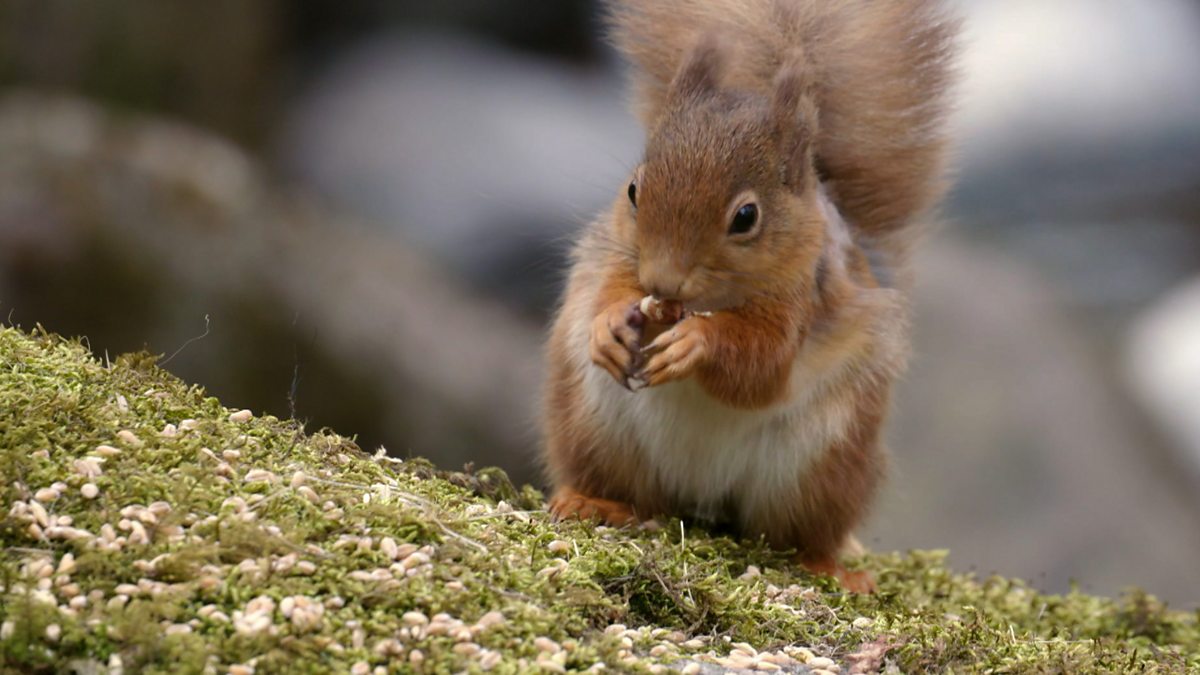 BBC Two - The Lakes with Simon Reeve, Series 1, Episode 1, The elusive ...