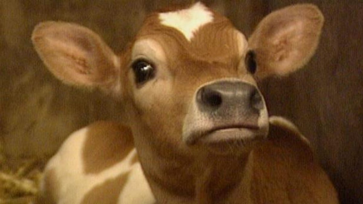 BBC Radio Cambridgeshire - Lou Hulland, 12/11/2021, ‘Every cow needs a ...