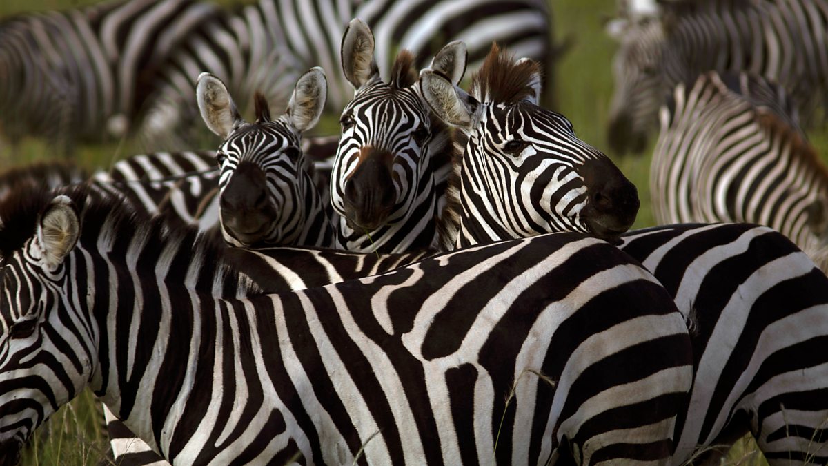 CBeebies - Our Planet, Skin Patterns and Owls, Animals with spots and ...