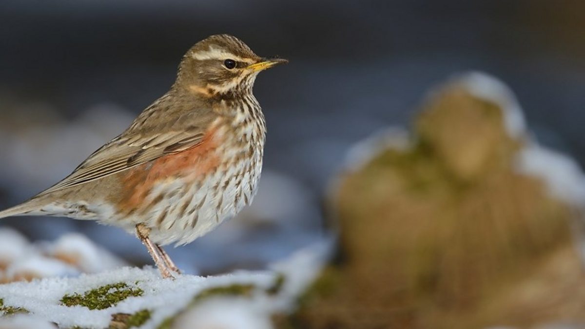 BBC Radio Devon - Pippa Quelch, 18/11/2021, Migrating Birds