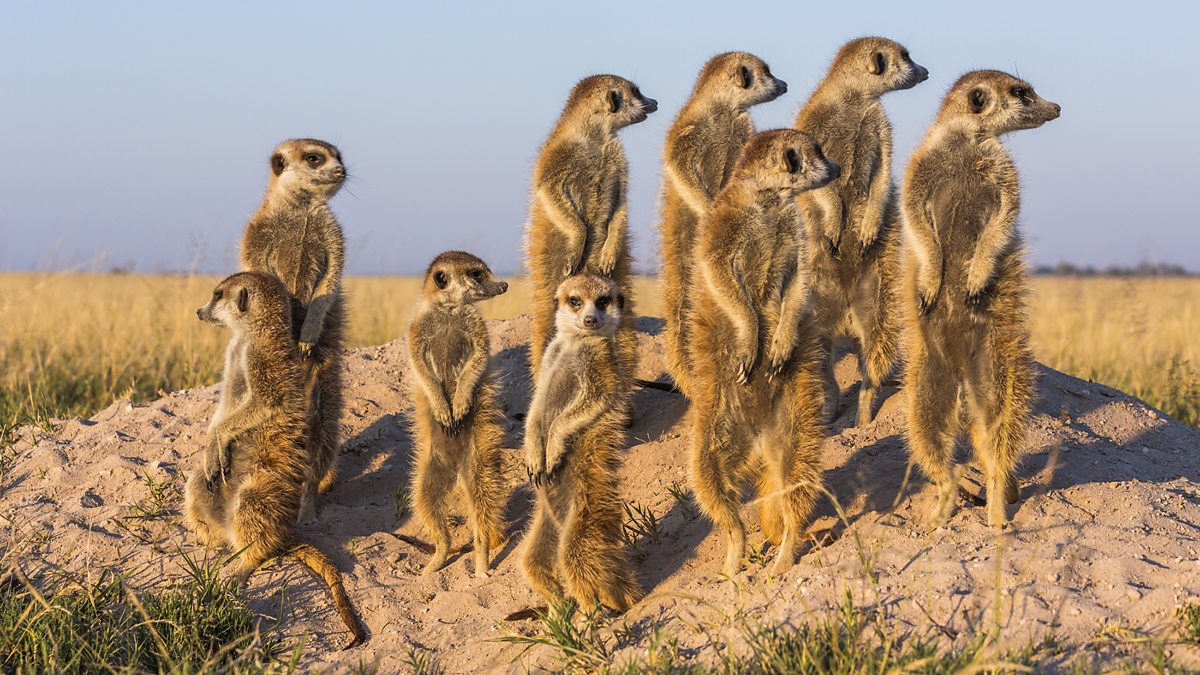 BBC Radio 4 - The Life Scientific, Tim Clutton-Brock on meerkats, red ...