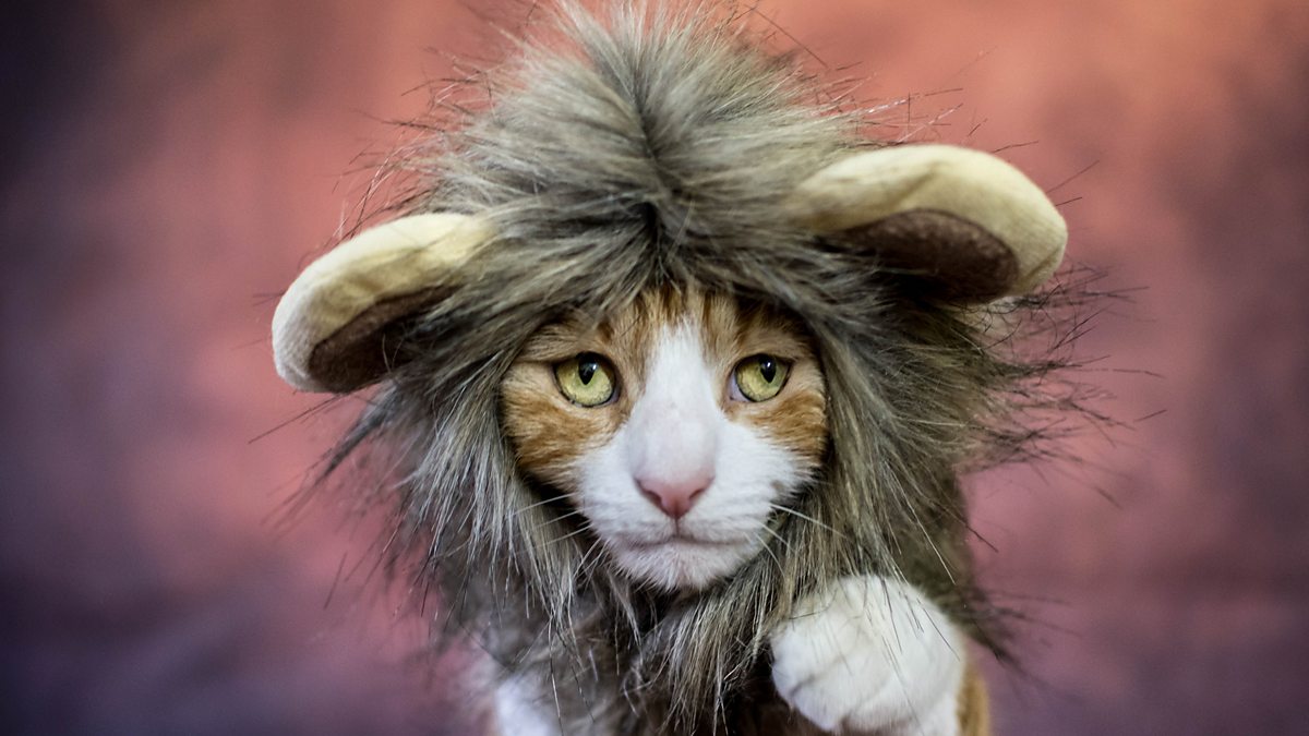 BBC World Service - CrowdScience, Would my cat survive in the wild?