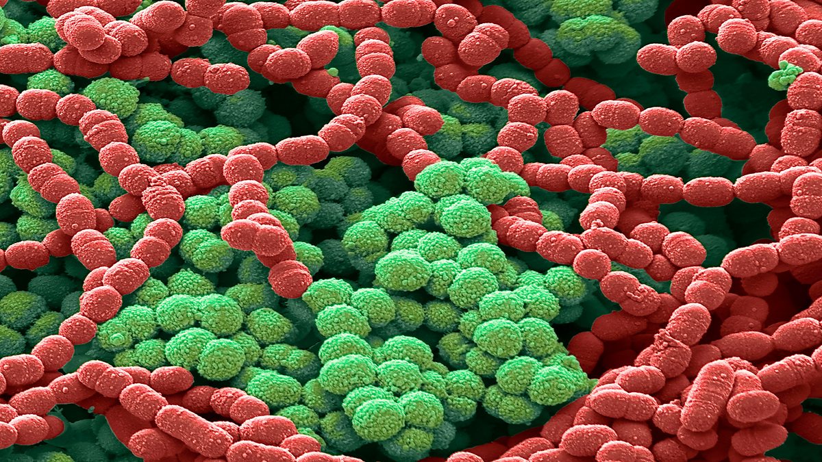 BBC World Service - The Evidence, Coronavirus: The Evidence, Healthcare ...