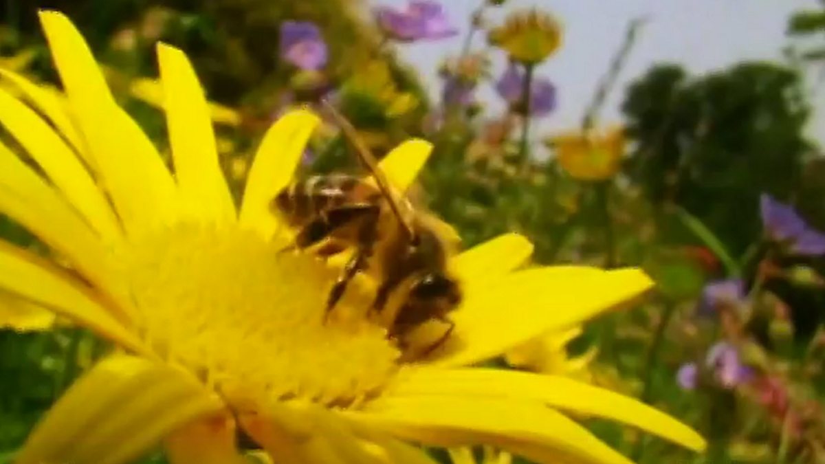 CBeebies - Our Planet, Insects and Tails, What is an insect?