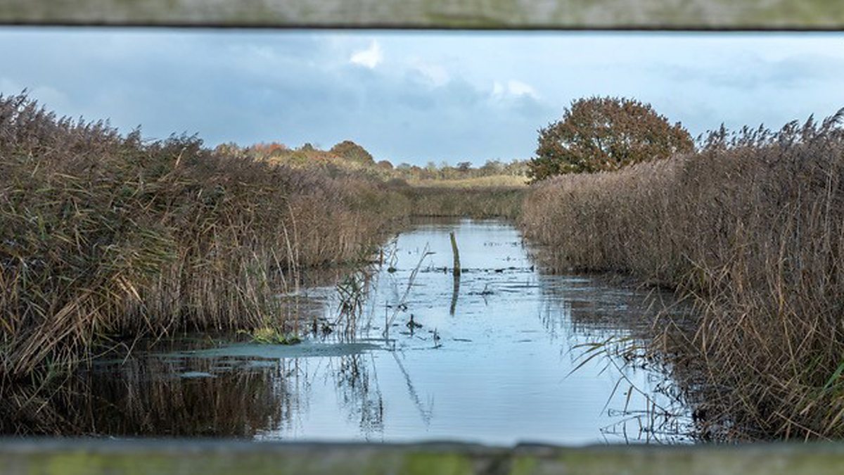 BBC Radio 4 - Drama on 4, Song of the Reed, Eel