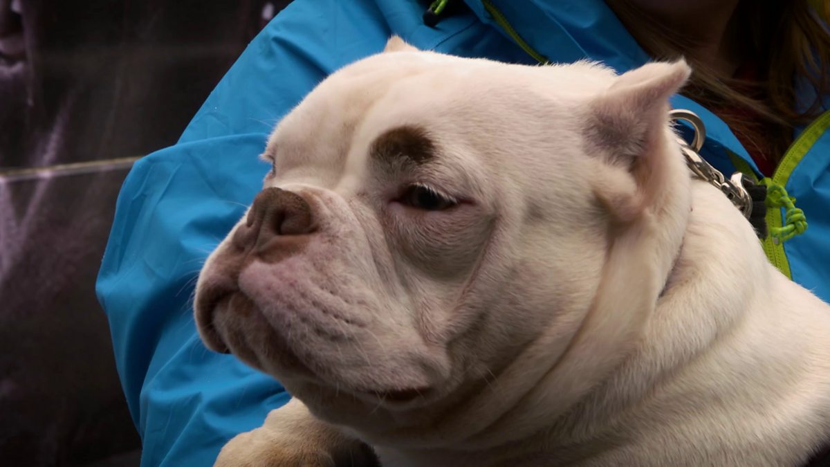 BBC One - BBC Wales Investigates, The Hidden World of Designer Dog ...
