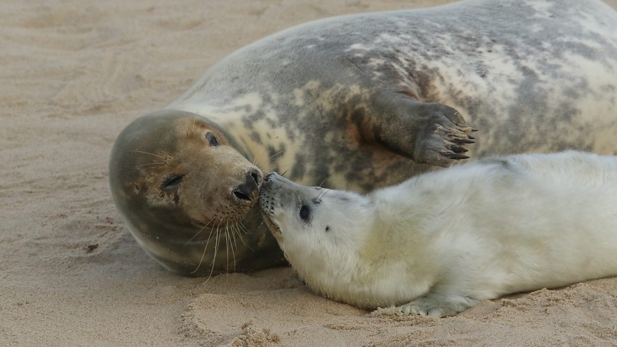 BBC Radio Norfolk - Chris Goreham, Seal pup ridden over by Sea Palling ...