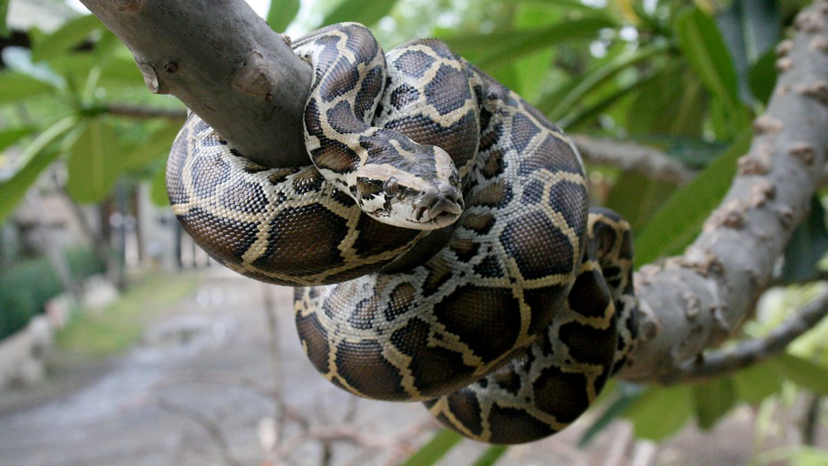 BBC Radio 4 - Wild Inside, The Burmese Python