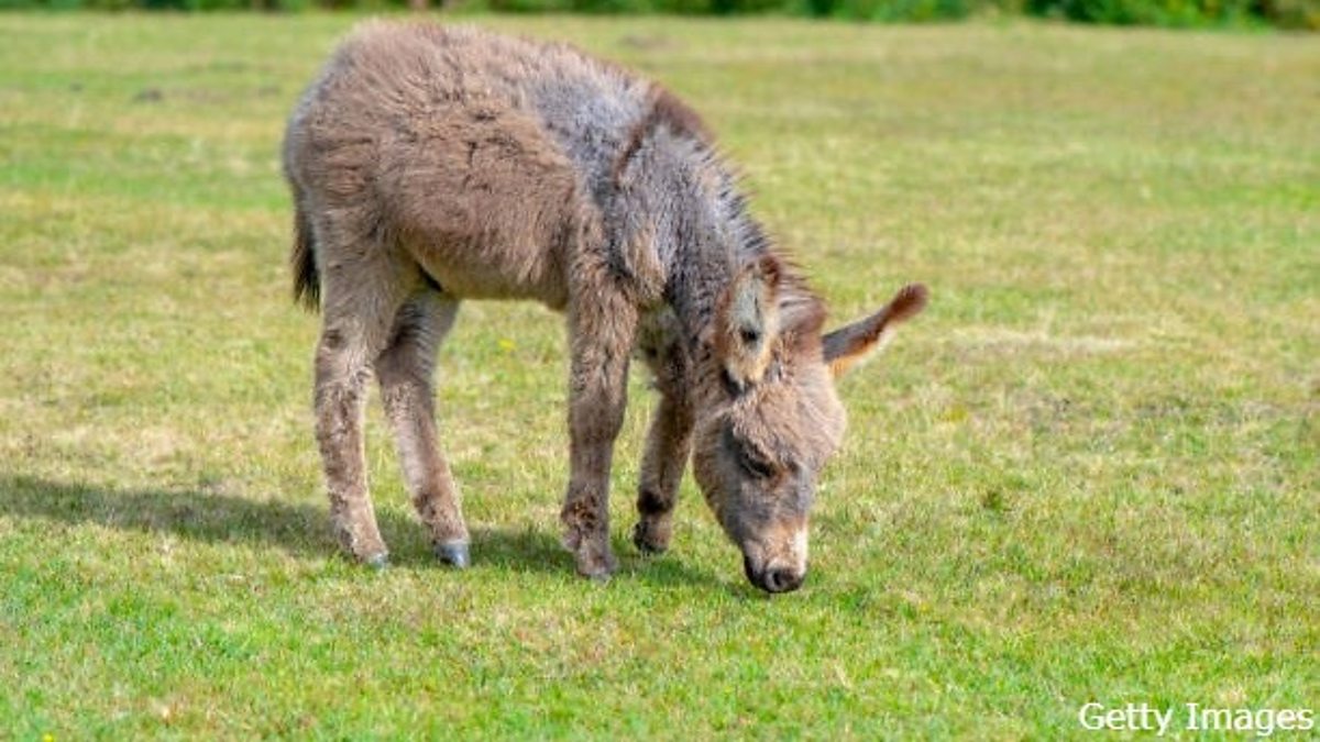BBC Radio Cumbria - Mike Zeller, Caroline Robertson sits in. (15/12 ...