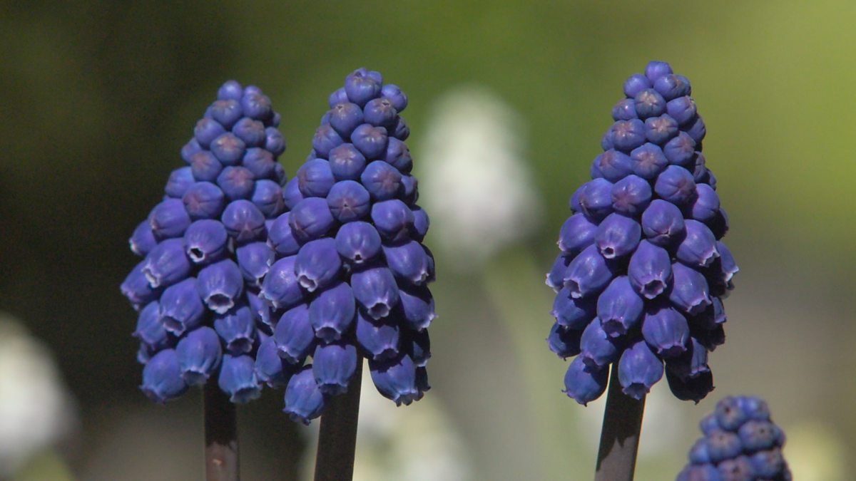 BBC Two - Gardeners' World, 2021, Episode 30, Muscari magic
