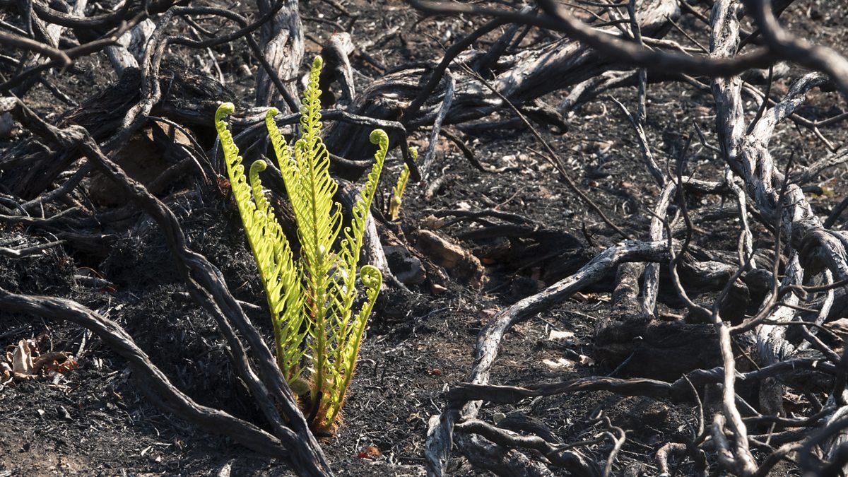 BBC World Service - From Our Own Correspondent, Resilience, recovery and rebuilding