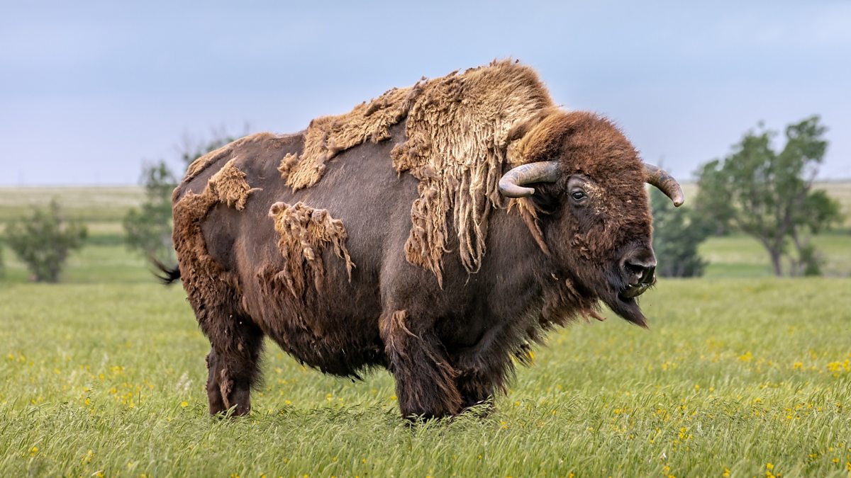 BBC World Service - Newsday, Restoring the buffalo to the Buffalo Nation BBC World Service - Newsday, Restoring the buffalo to the Buffalo Nation