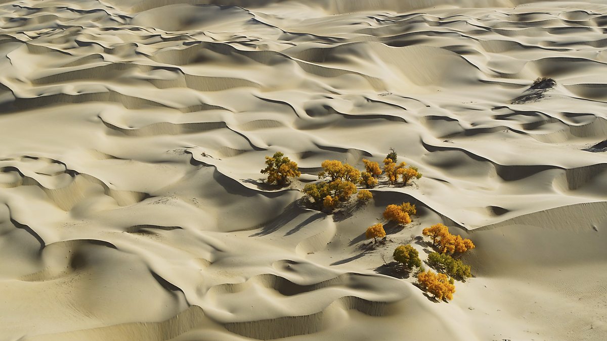 BBC One - The Green Planet - Desert Worlds quiz
