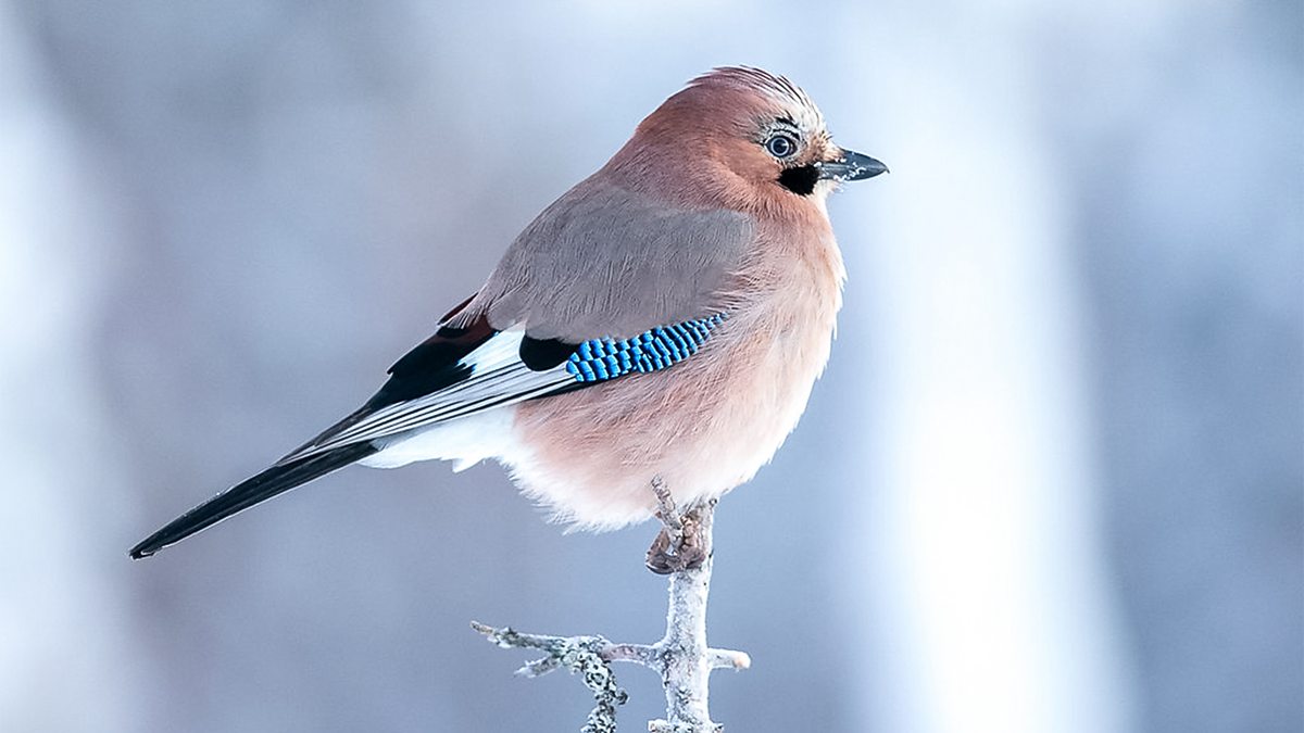 BBC Two - Winterwatch, Series 10, Episode 6 - Clips