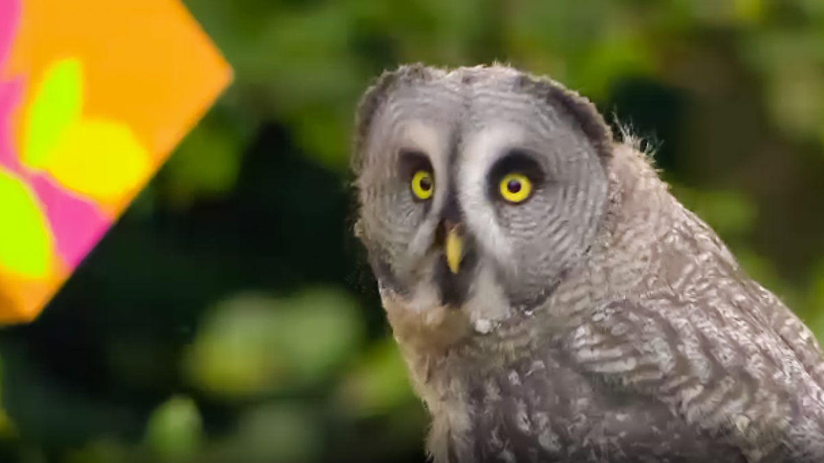 Show Me Show Me - Series 5: 12. Owls and Lamp Posts - BBC iPlayer