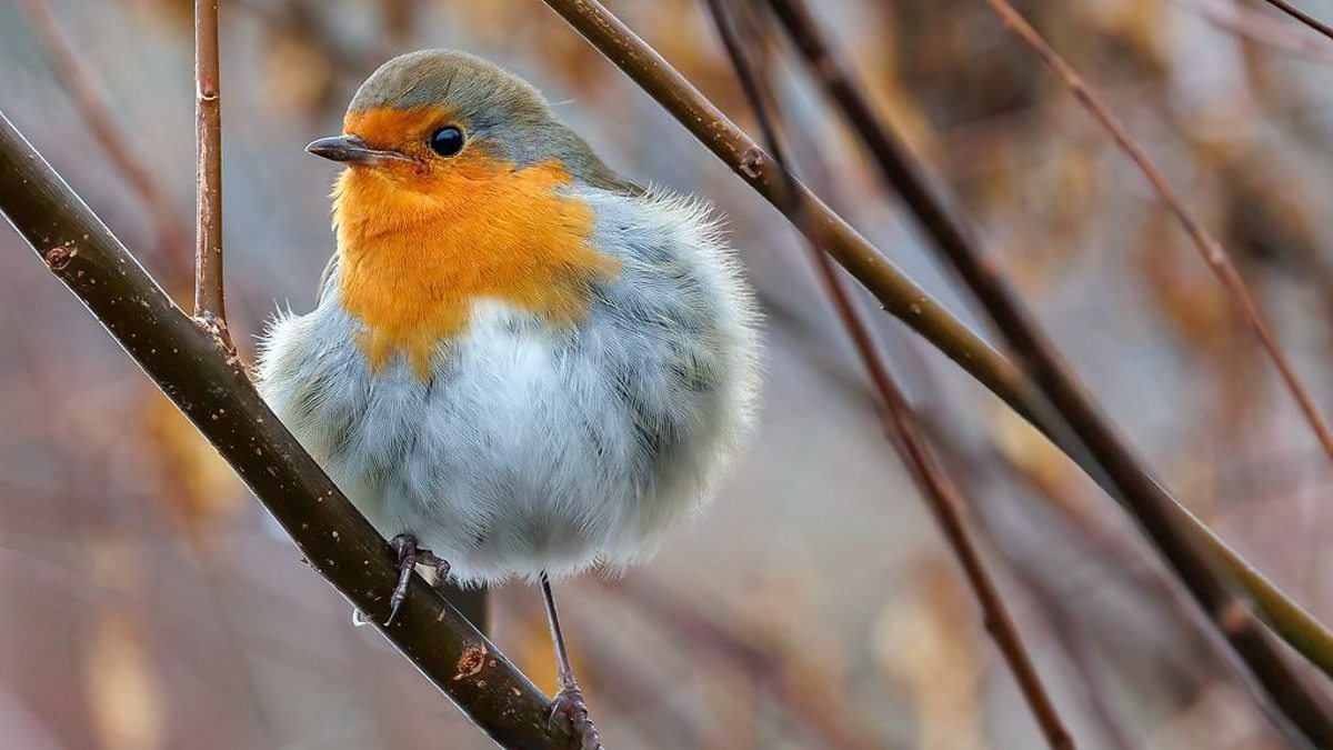 BBC Two - Winterwatch - How to help wildlife this winter
