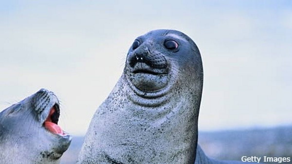 BBC Radio Cumbria - Simon Yaxley, 17/01/2022, Don't spook the seals