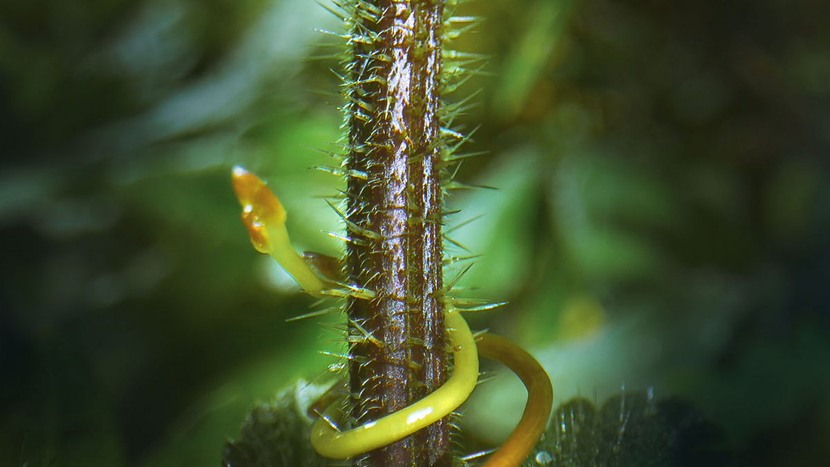 The Green Planet - Series 1: 3. Seasonal Worlds - BBC iPlayer