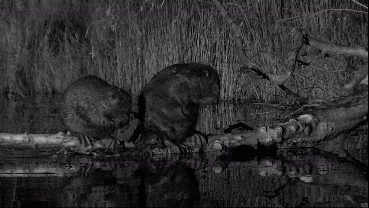 BBC Two - Winterwatch, Series 10, Beaver balance beam