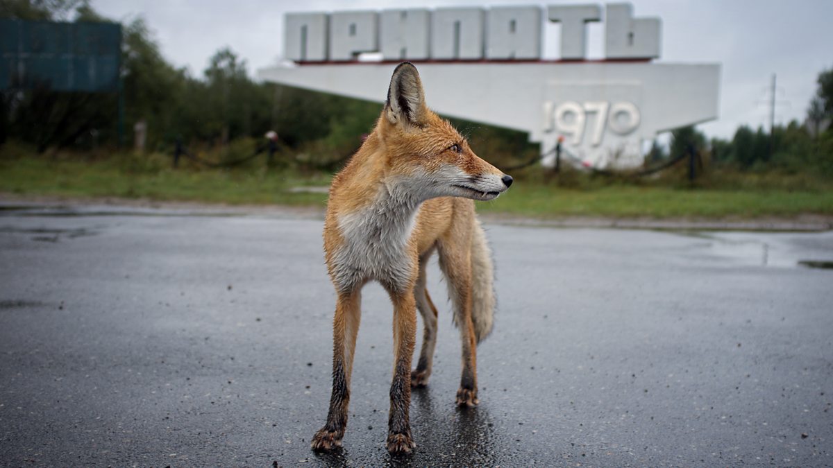 BBC World Service - Newshour, How nature reclaims the places humans ...