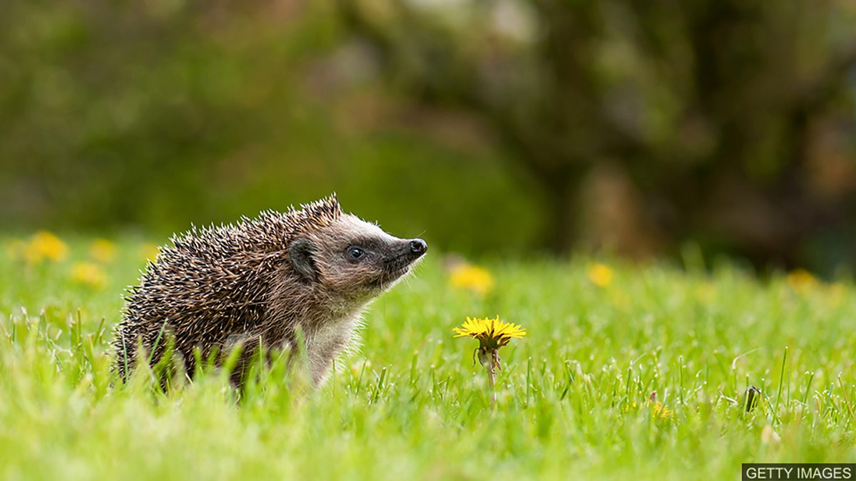 BBC - BBC Learning English, BBC Media English “媒体英语”: Superbug that ...