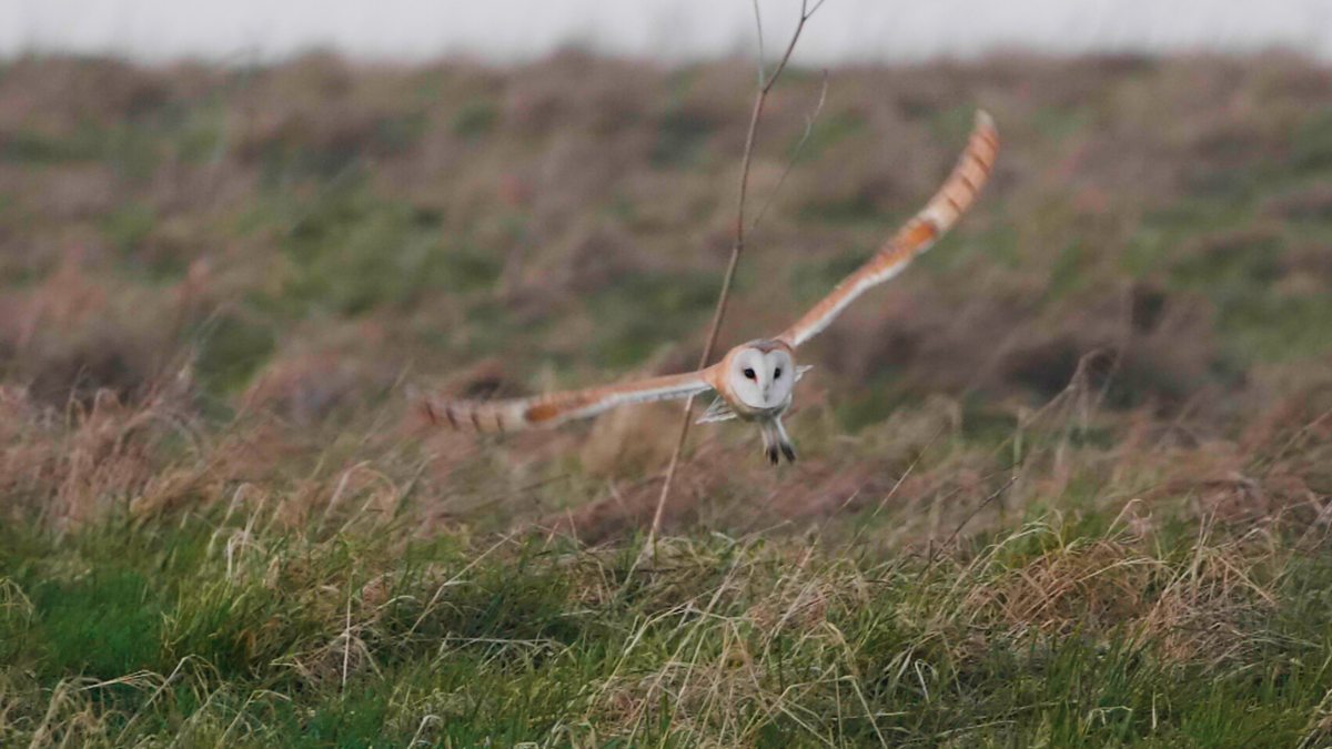 BBC Two - Winterwatch, Series 10, Episode 5, Owls on the prowl
