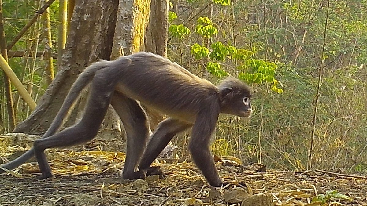 BBC World Service - Newshour, Mekong region: 'Ghostly' monkey and frogs ...