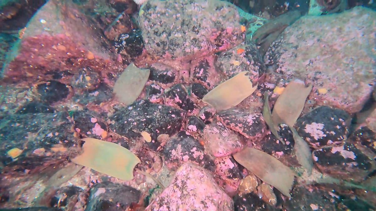 BBC News - Scotland, Rare flapper skate 'nursery' could be set for ...