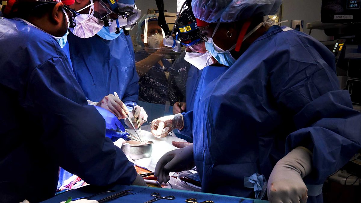 BBC Radio 4 - Inside Health, Pig organs for transplant patients