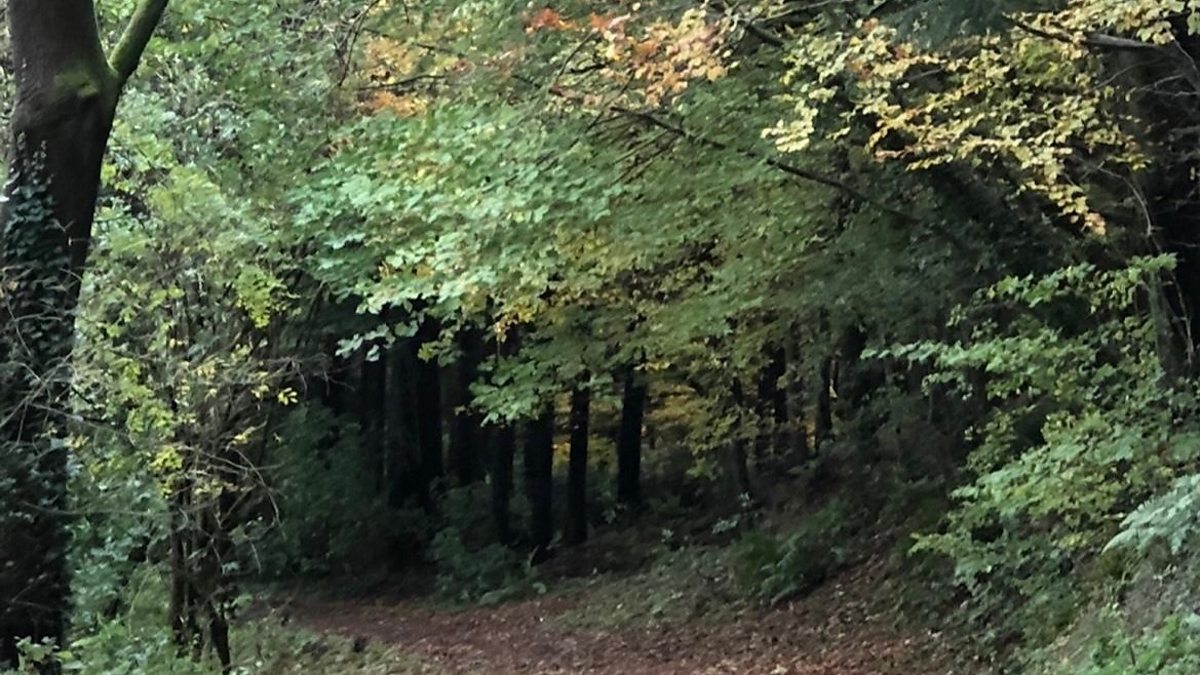 BBC Radio Ulster - Your Place and Mine, Garvagh Forest Park - Garvagh ...