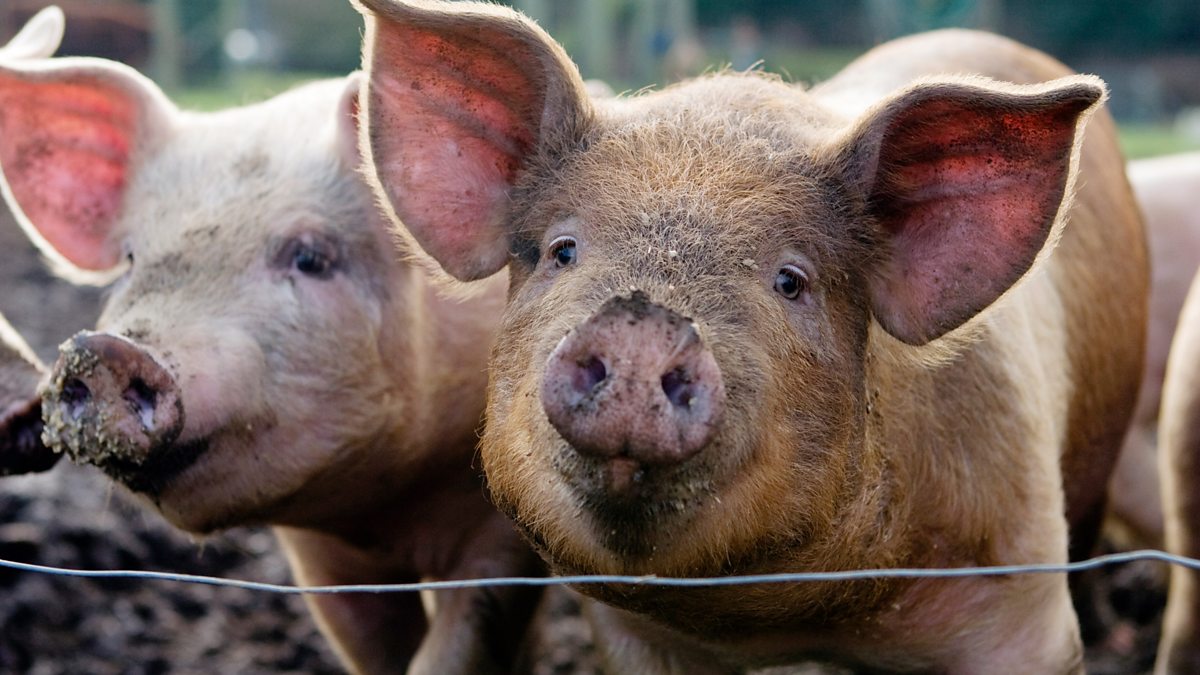BBC World Service - Health Check, Pig organs for transplant patients