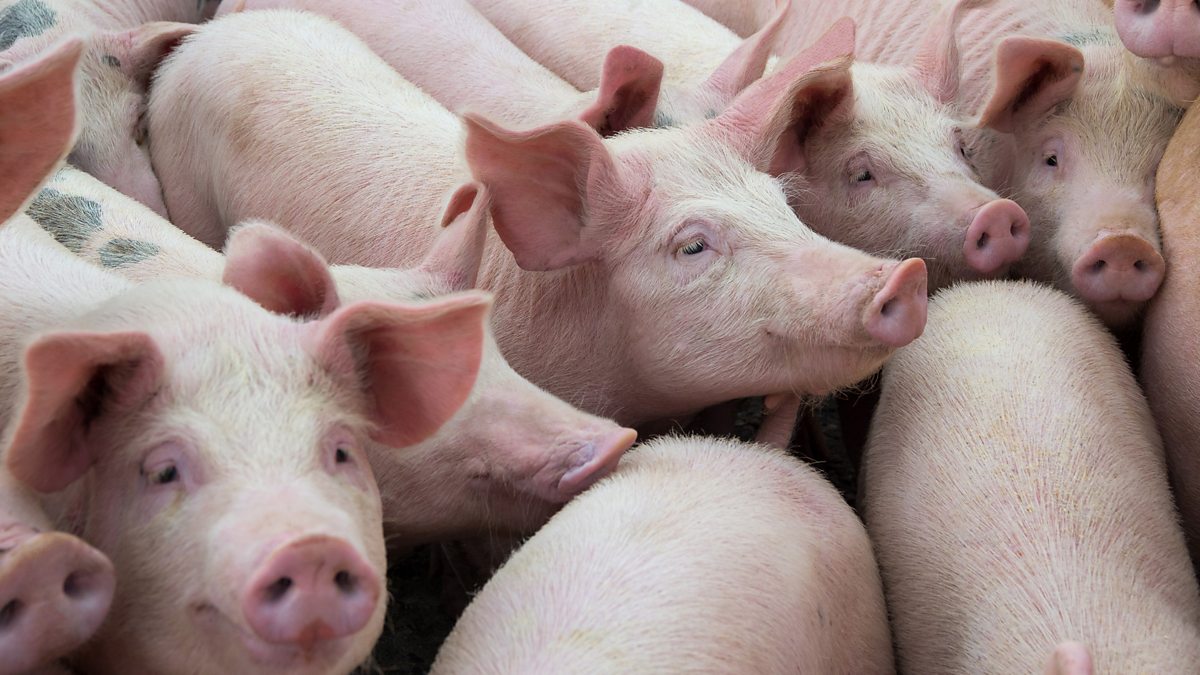 BBC World Service - Health Check, Could genetically modified pigs solve ...