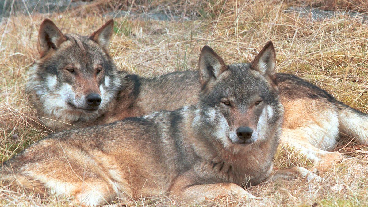 BBC Radio 4 Extra - Yellowstone Wolves