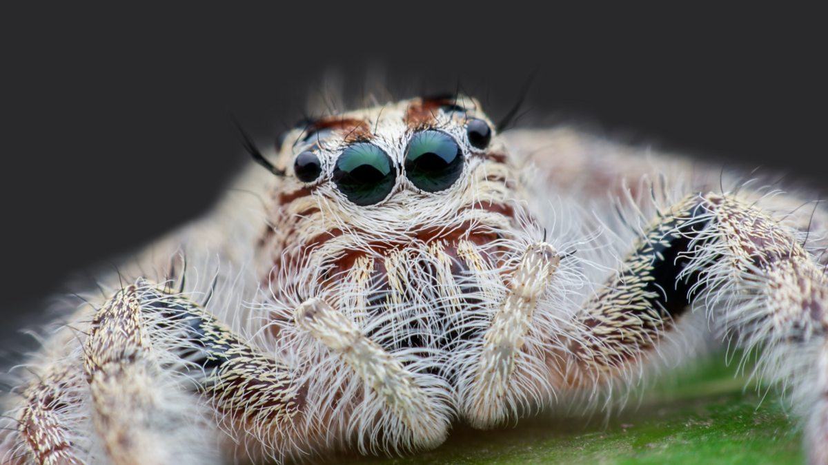 BBC Radio 5 Live - 5 Live In Short, 'Spiders make excellent pets'